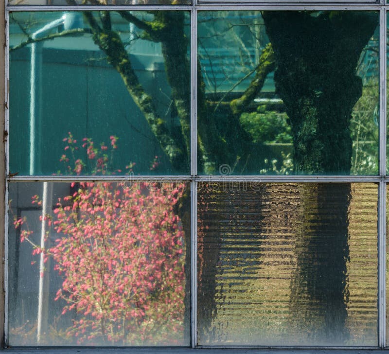 The Reflection in the Square Mirrored Windows of the Street Tree Stock ...