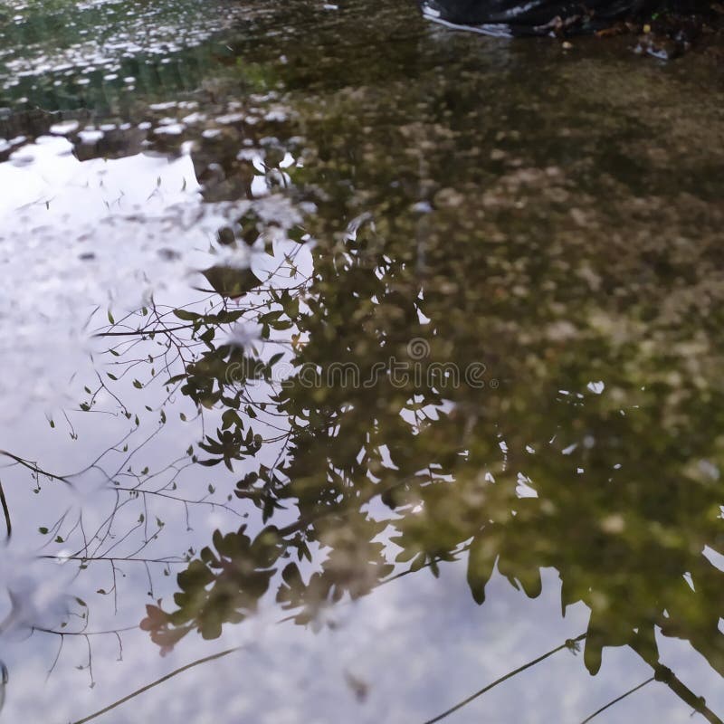 Reflection of Standing Water from Plants Stock Image - Image of river ...