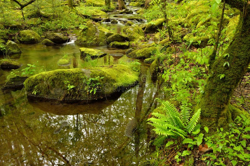 Reflection in Still Stream. Stock Image - Image of serene, scenic: 53512283