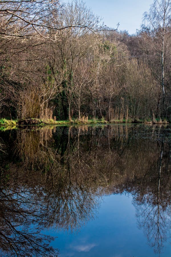 Straight Tree Branches without Leaves in the Fog Stock Photo - Image of ...