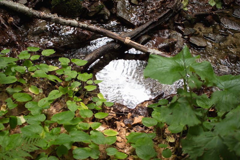 Reflection in the stream stock image. Image of bank - 244539007