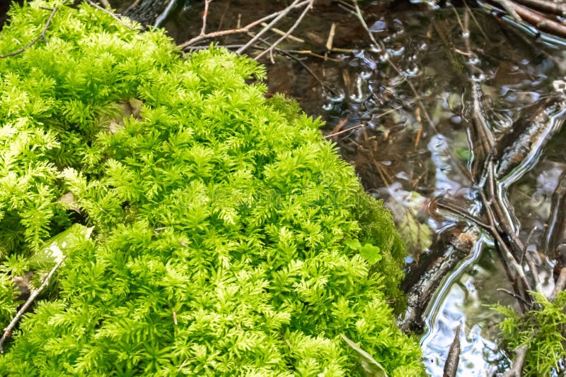 Reflection in the stream stock image. Image of grass - 244539073