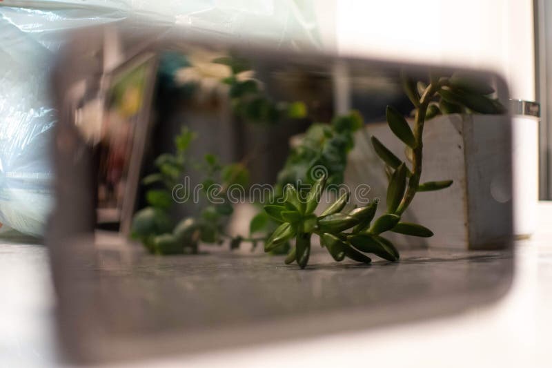 Reflection of a Succulent Plant Stock Image - Image of reflection ...