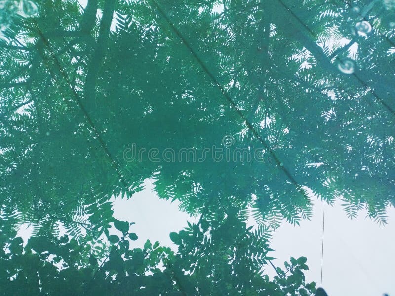 Reflection of a Sumac Tree in Rain Water Puddle Stock Image - Image of ...