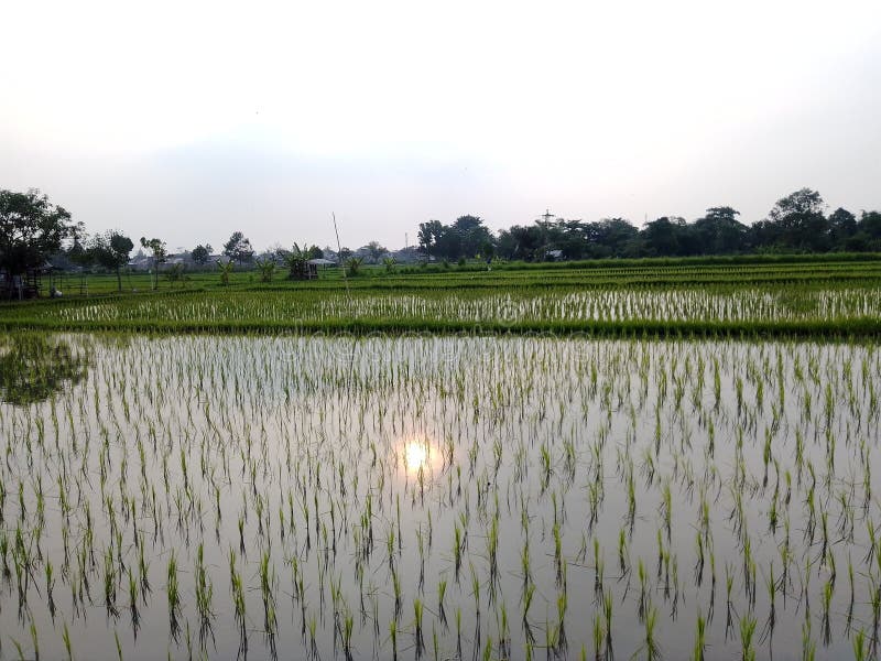 Reflection of the Sun in the Middle of Newly Planted Rice Plants Stock ...