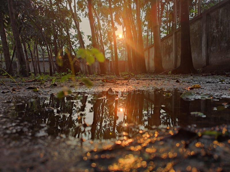 Reflection of Sun Rays on Water. Stock Photo - Image of morning, forest ...