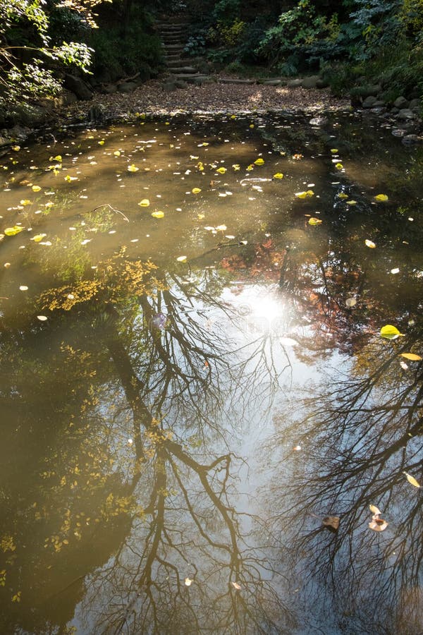 Reflection of Sun and Tree Branches in Pond. Stock Image - Image of ...