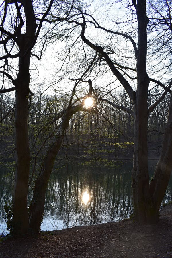 Reflection of the Sun on the Water. Stock Photo - Image of forest ...