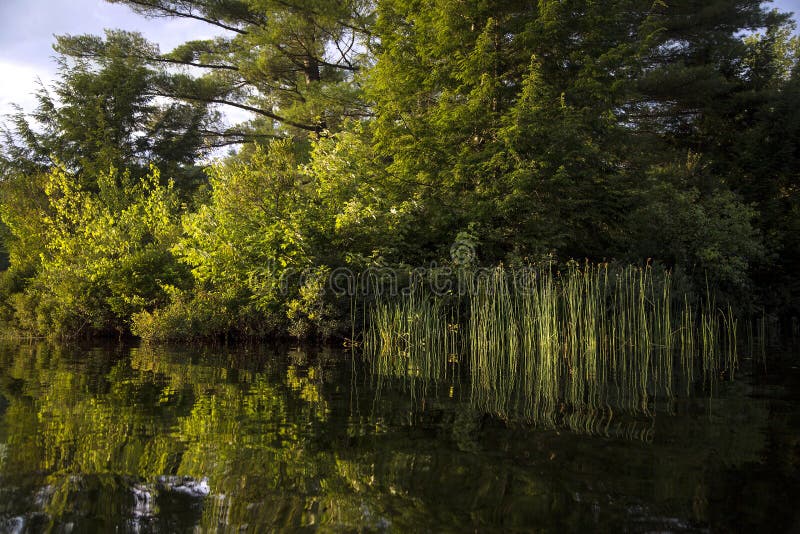 Reflection of Sunlit Reeds and Trees Stock Image - Image of squam ...