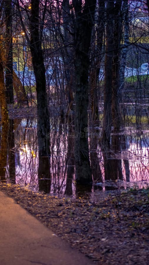 Reflection of Sunset in a Puddle in the Forest Stock Photo - Image of ...