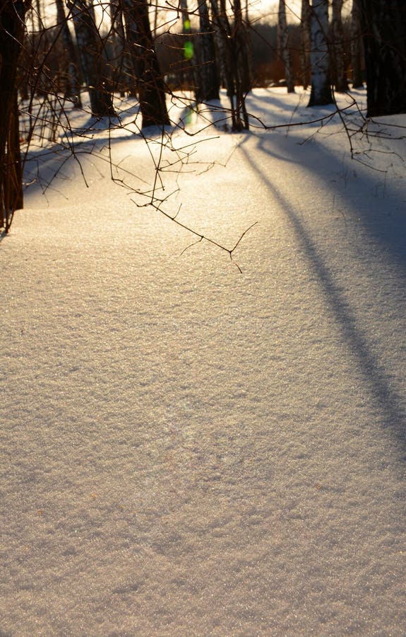 Reflection of Sunset Sunlight on the Winter Snow in the Woods Stock ...