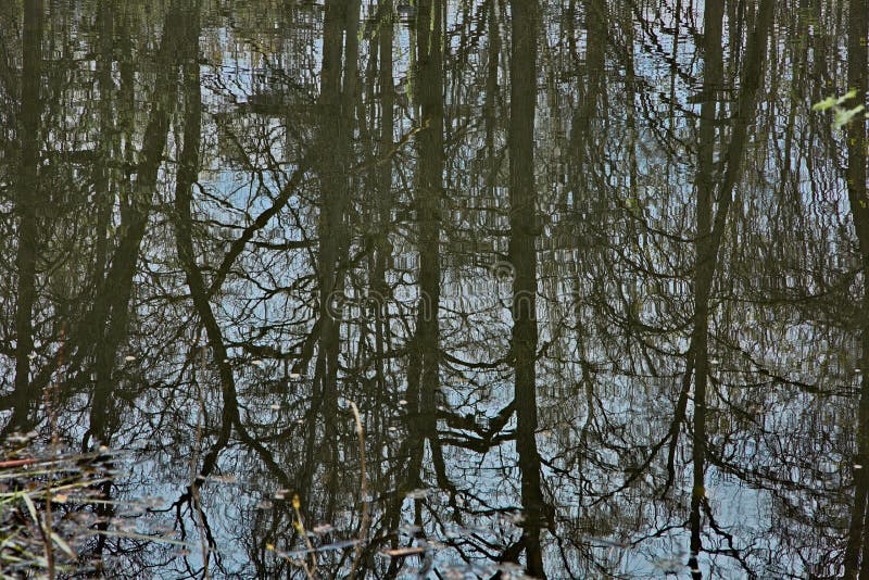 Reflection on the Surface of a Pond in a Spring City Park. Stock Image ...