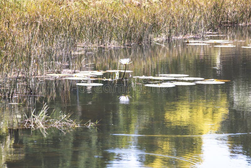 Reflection of Surrounding Foliage on Pond Water Stock Photo - Image of ...