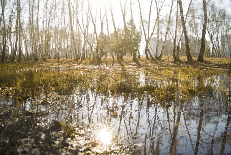 Reflection, Swamp, Water, Wetland Picture. Image: 118871885