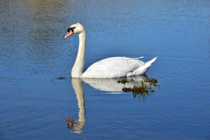 Reflection of a Swan Swimming in a Lake Stock Image - Image of ...