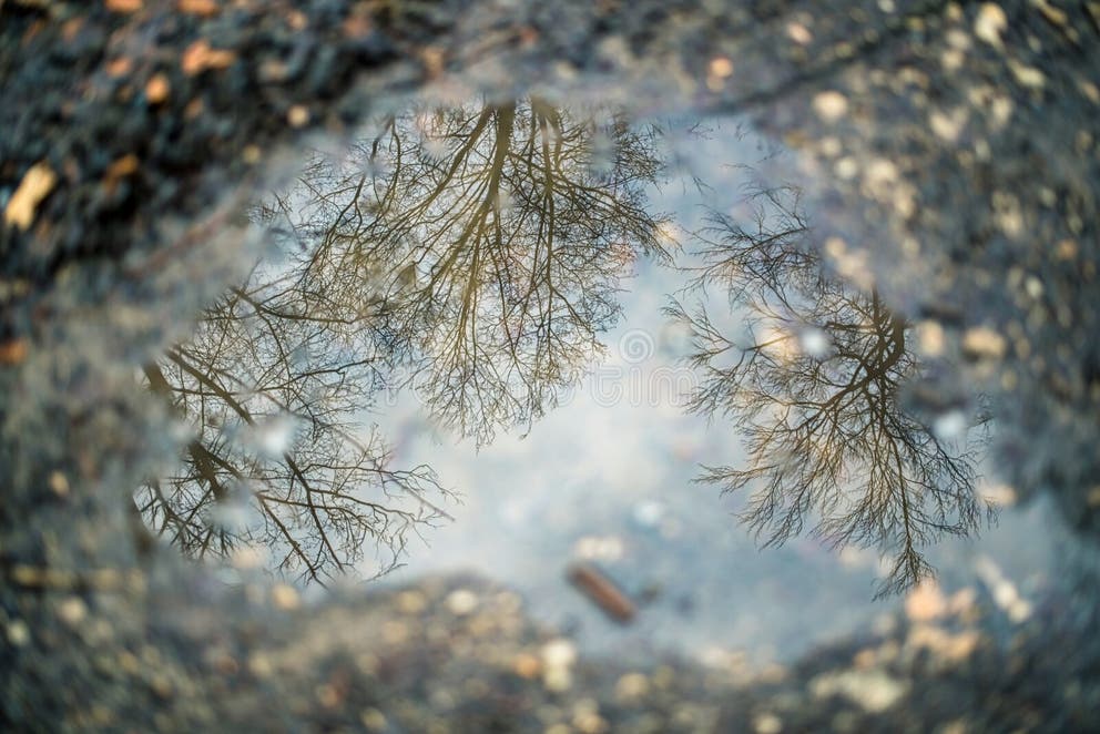 Reflection of Three Trees in a Puddle of Mud on the Ground Stock Image ...