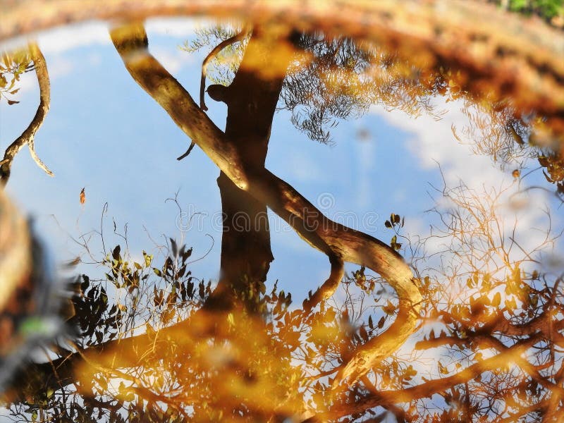 Reflection of Tree stock image. Image of branch, reflection - 114442951