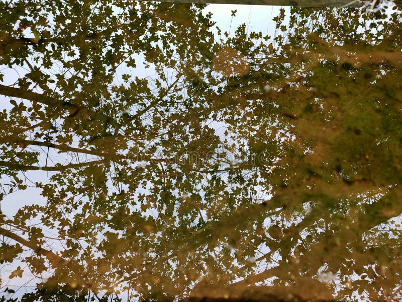 The Reflection of the Tree in the Basin Under the Tree. Stock Image ...