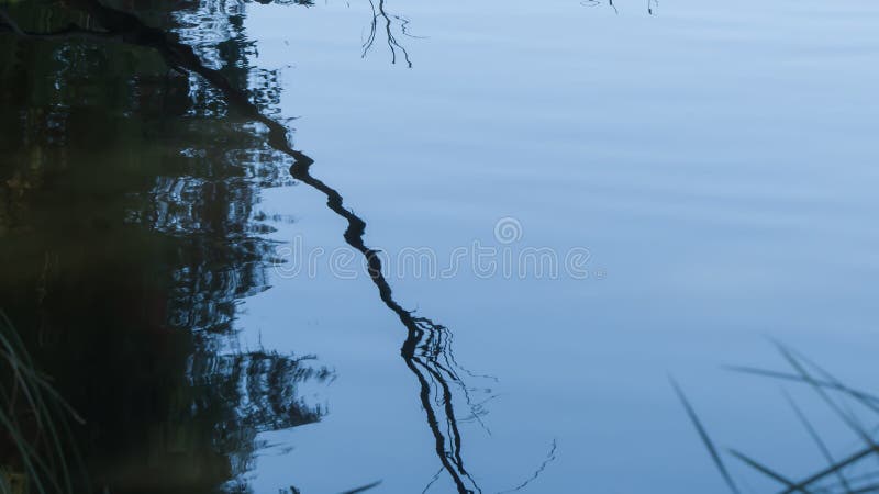 The Reflection of a Tree Branch on the Water Stock Image - Image of ...
