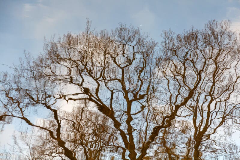 Reflection of Tree Branches. Inverted Image Stock Photo - Image of ...