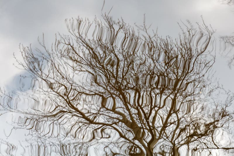 Reflection of Tree Branches. Refracted Image of Tree Branches Stock ...
