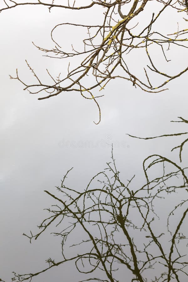 Reflection of Tree Branches on Water Stock Photo - Image of landscape ...