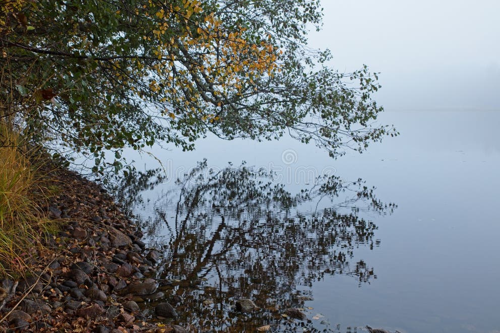 Reflection of Tree Branches on Water Surface. Stock Image - Image of ...