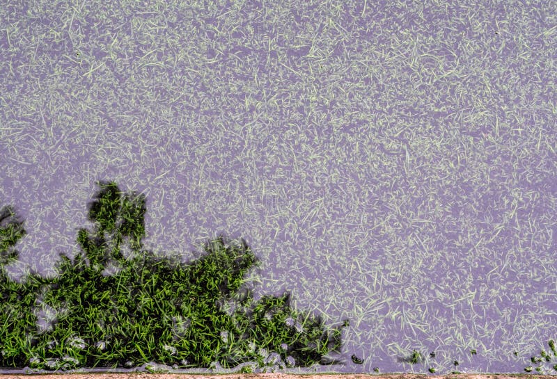 The Reflection of Tree in the Flooding Water Surface on the Artificial ...