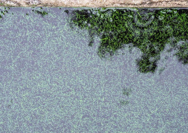 The Reflection of Tree in the Flooding Water Surface on the Artificial ...