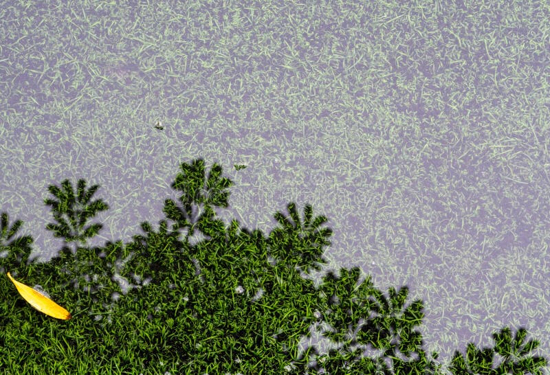 The Reflection of Tree in the Flooding Water Surface on the Artificial ...