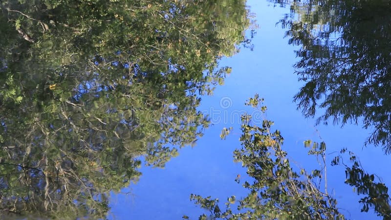 Reflection of Tree Leaves in the Water Background Stock Video - Video ...