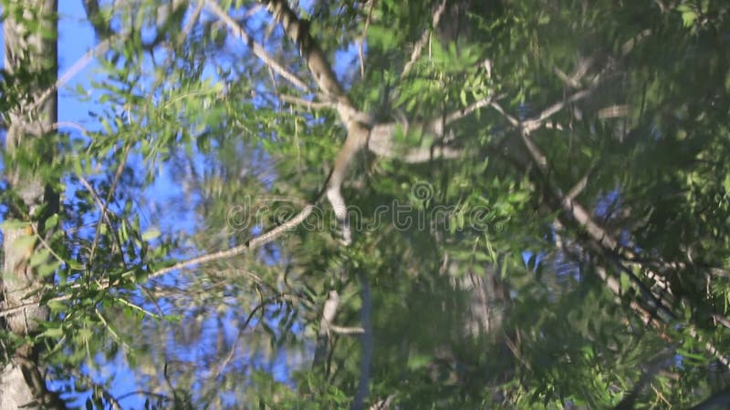 Reflection of Tree Leaves in the Water Background Stock Video - Video ...