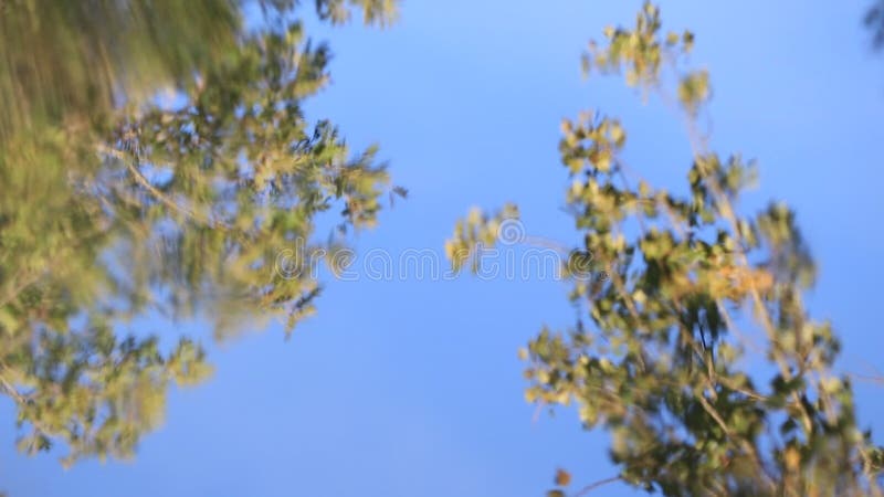 Reflection of Tree Leaves in the Water Background Stock Video - Video ...
