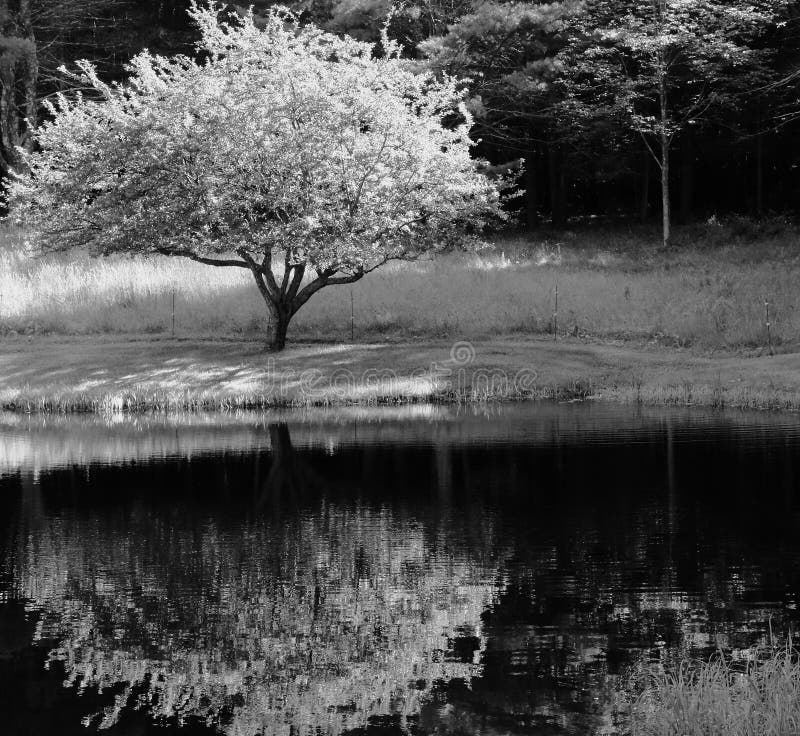 Reflection of a Tree stock image. Image of power, farm - 47425689