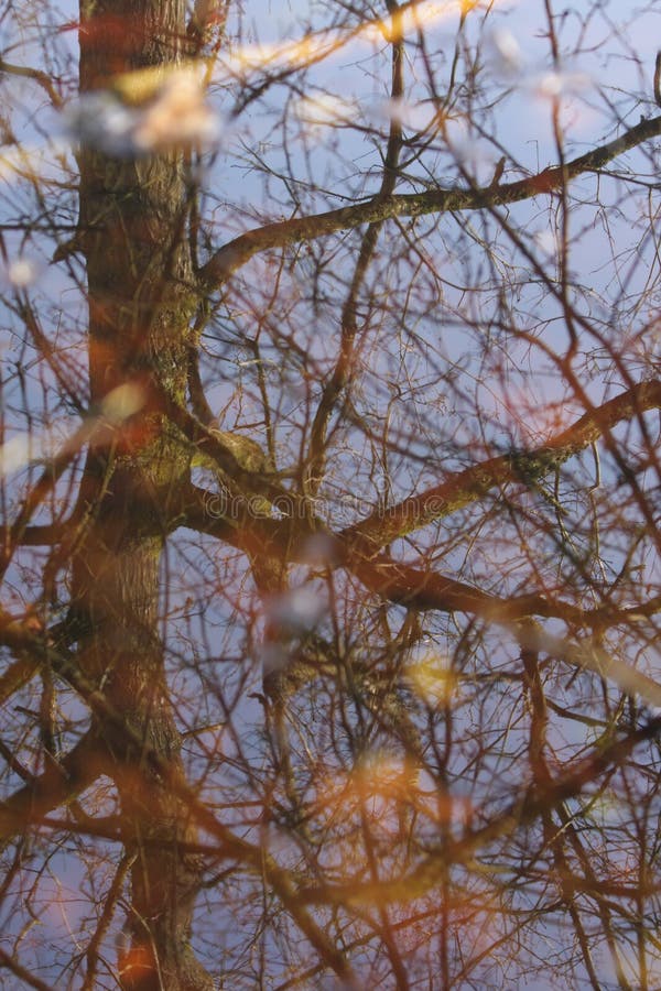 Reflection of Tree Oak in Water Stock Image - Image of wilderness ...