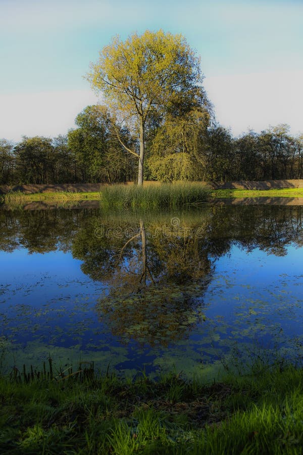 Trees and pond stock image. Image of dutch, national - 29733179