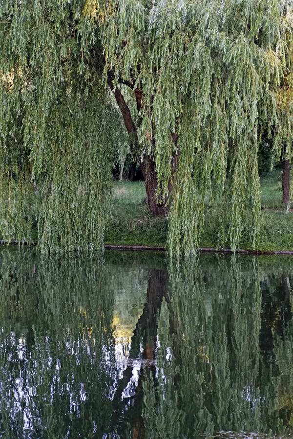 Reflection of a Tree in Pond Stock Photo - Image of nature, water ...