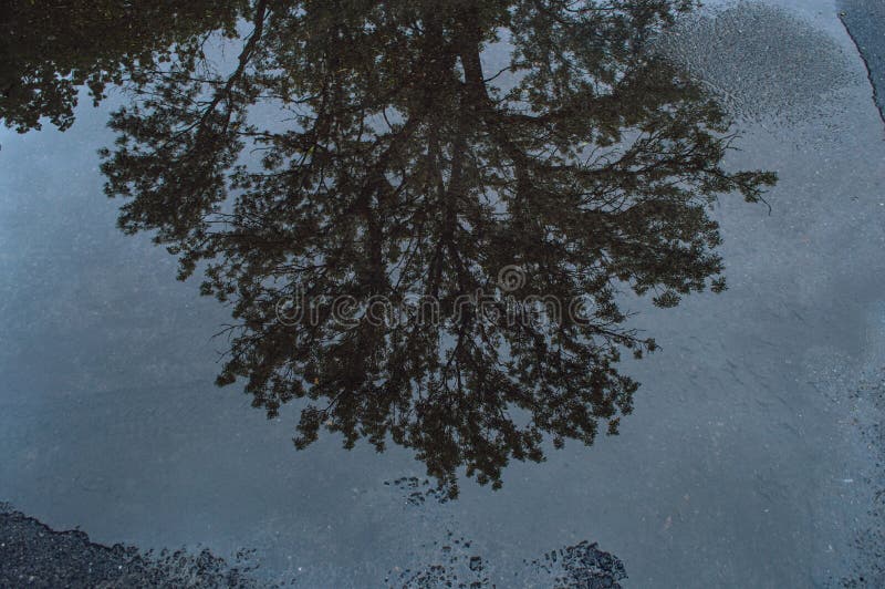 Reflection of a Tree in a Puddle Stock Photo - Image of autumn, light ...
