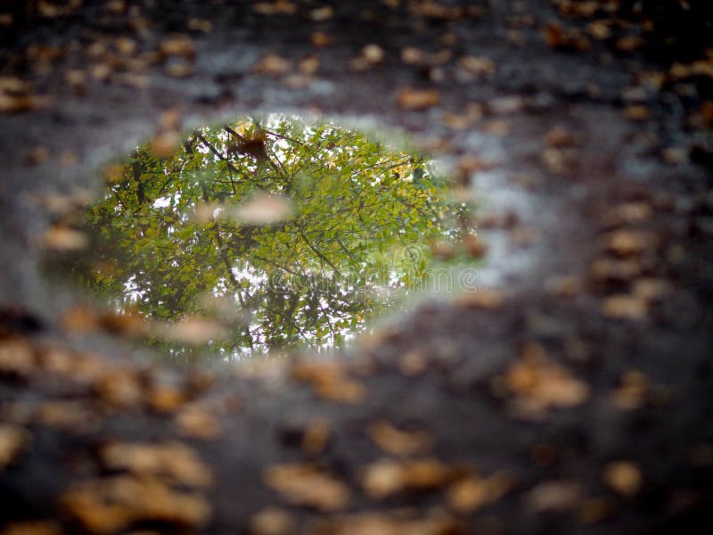 Reflection of Tree in Puddle Stock Photo - Image of frankfurt, ecology ...