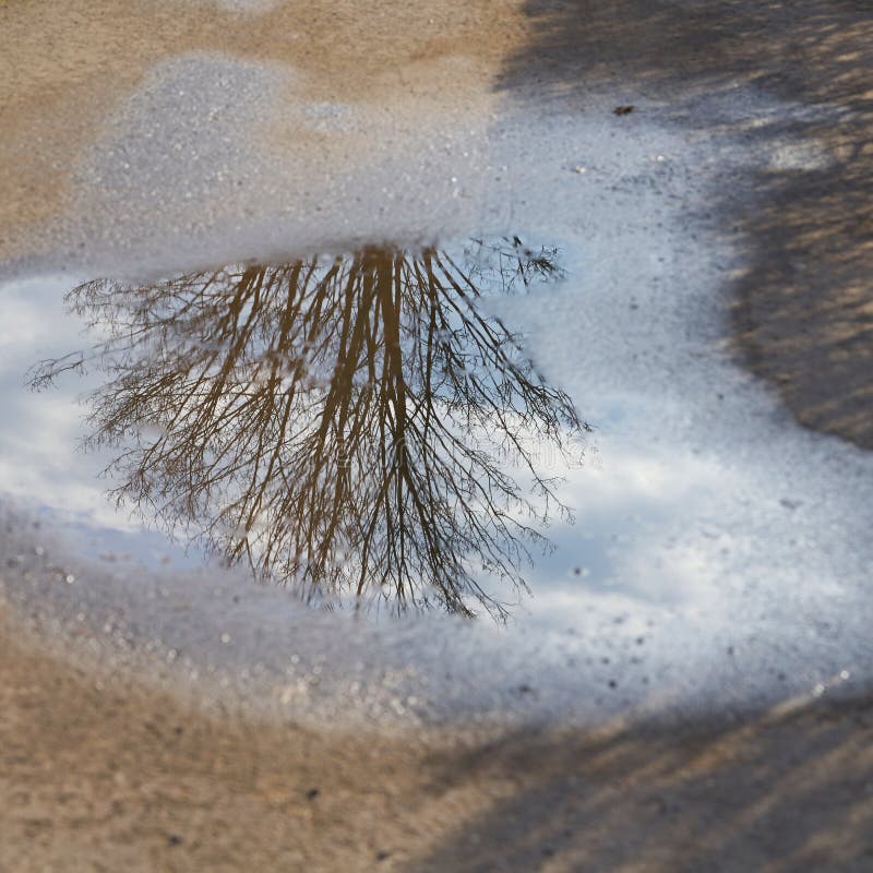 Reflection of a Tree in a Puddle Stock Image - Image of ponding, rainy ...