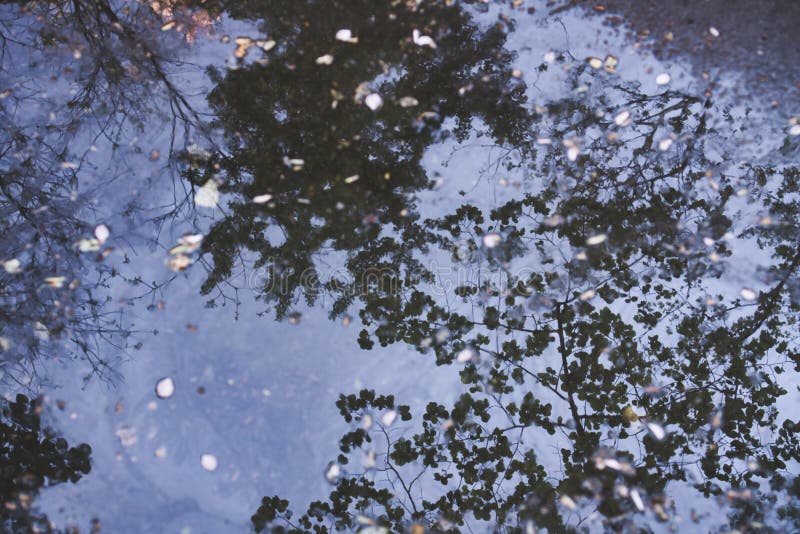 Reflection of Tree in a Puddle Stock Photo - Image of road, liquid ...