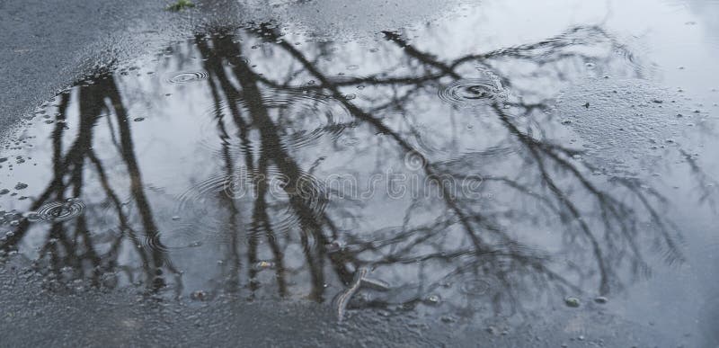 Reflection of a Tree in a Puddle of Water Stock Image - Image of park ...