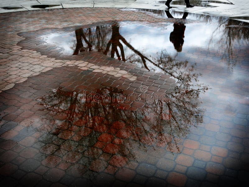 Reflection of Tree in Puddle of Water after Sorm Stock Image - Image of ...