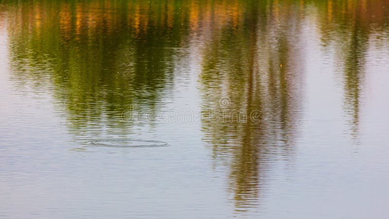 The Reflection of the Tree in the Smooth Water in the Summer Stock ...