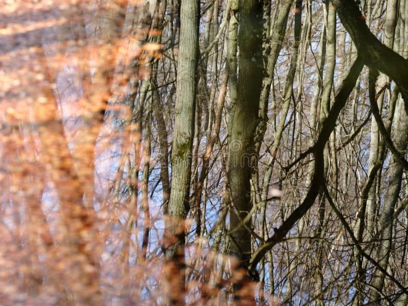 Reflection of Tree Trunks in a Lake As an Impressionist Painting Stock ...