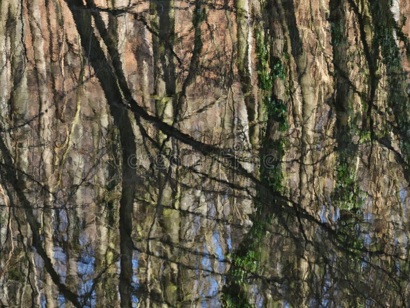 Reflection of Tree Trunks in a Lake As an Impressionist Painting Stock ...