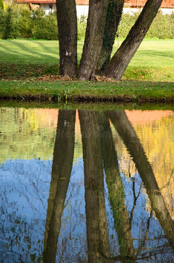 Reflection of tree trunks stock image. Image of pond - 75869595