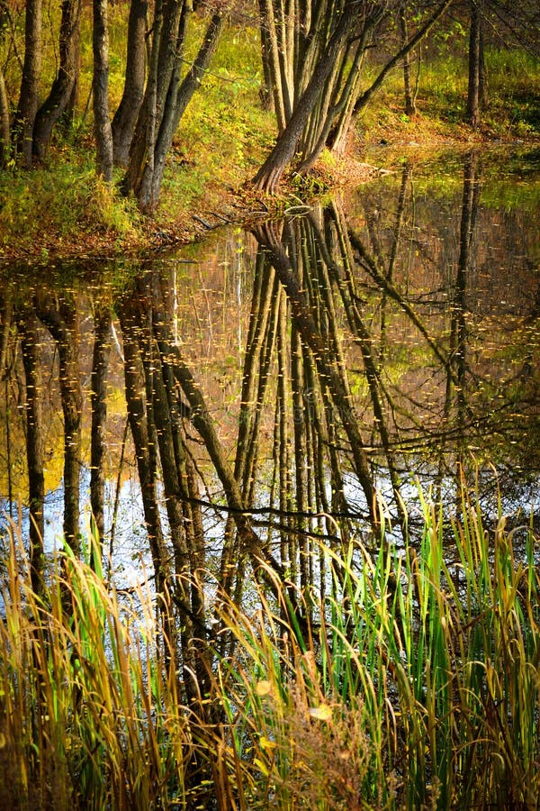 Reflection of Tree Trunks in Water Stock Image - Image of spring, marsh ...