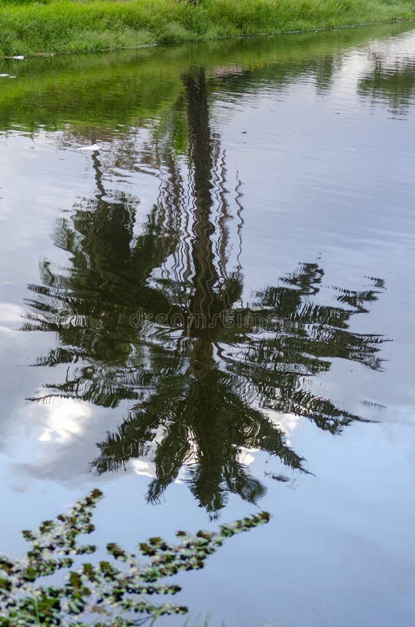 Reflection of a Tree in the Water of a Lake Stock Photo - Image of tree ...