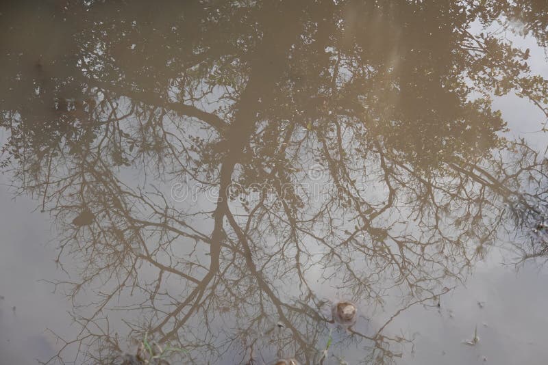 Reflection of a Tree in Water Stock Image - Image of green, wall: 183015855